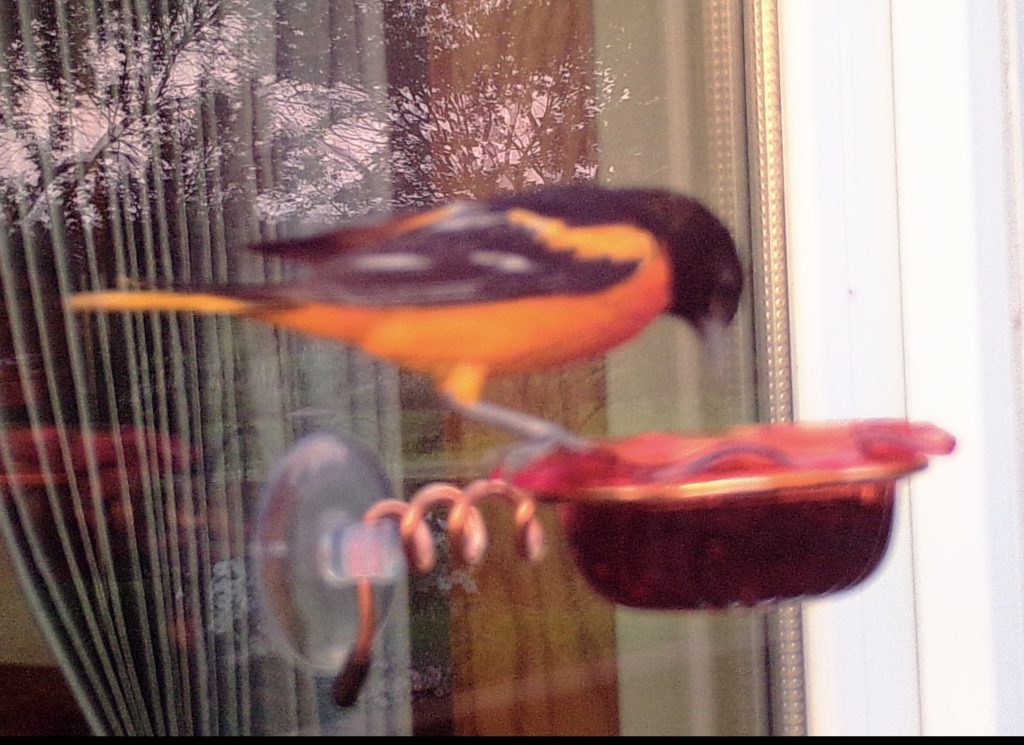 Window Oriole Feeder - Oriole Copper Marsh Feeders